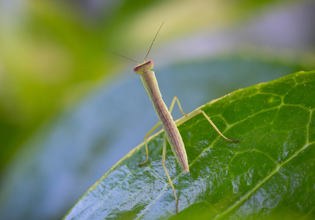 New Zealand Mantis from Pegasus, New Zealand on October 15, 2022 at 01: ...