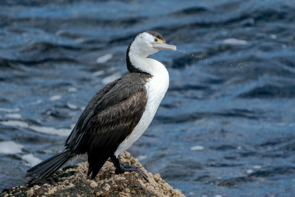 New Zealand Pied Shag from Otago, New Zealand on October 16, 2022 at 12 ...