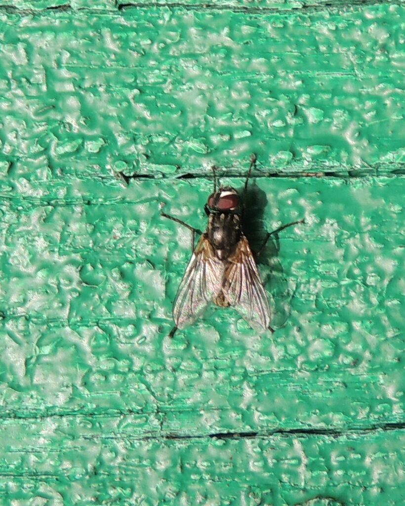 Common House Fly from Железногорский р-н, Курская обл., Россия on July ...