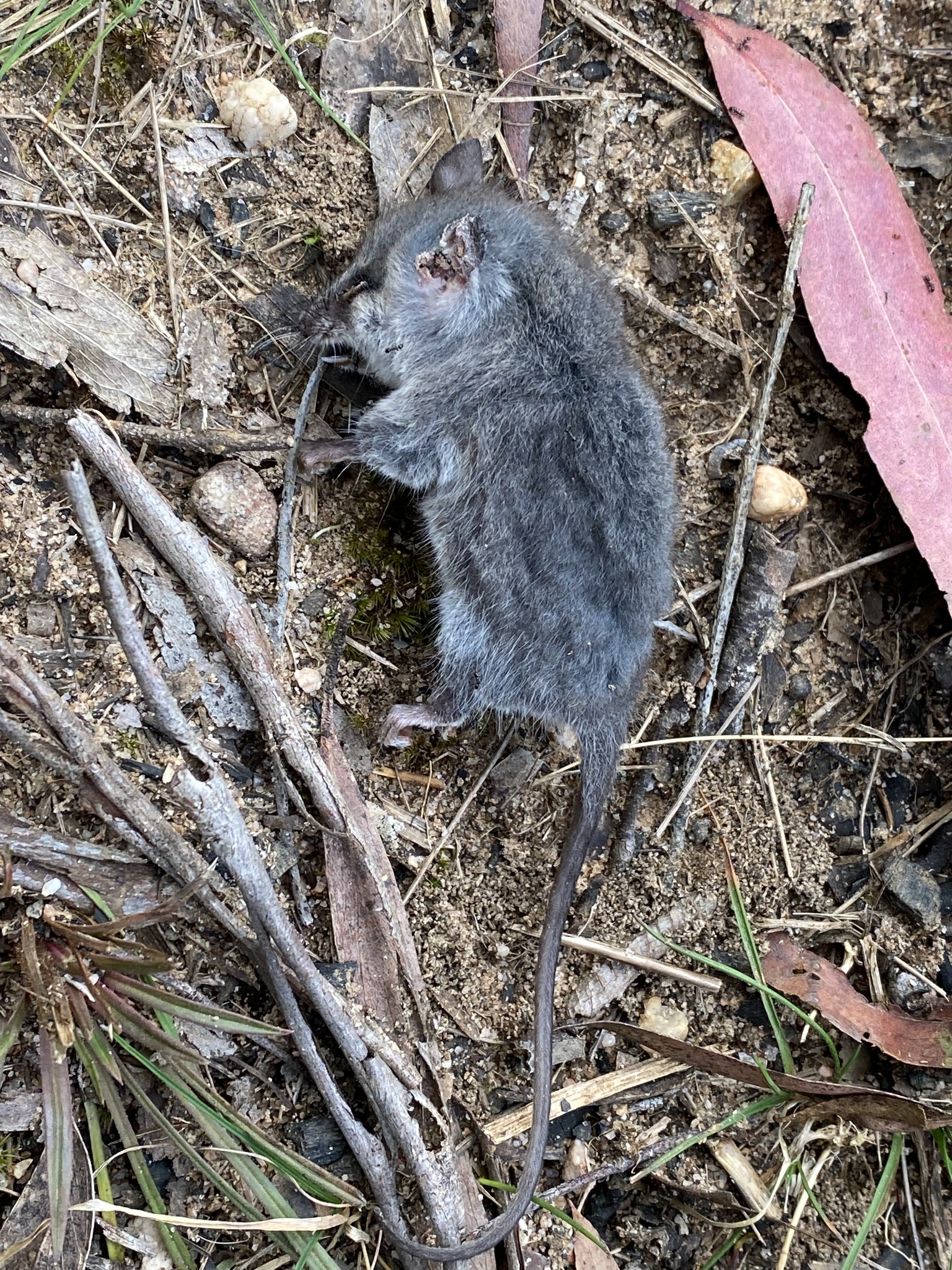 Cercartetus nanus (Desmarest, 1818)