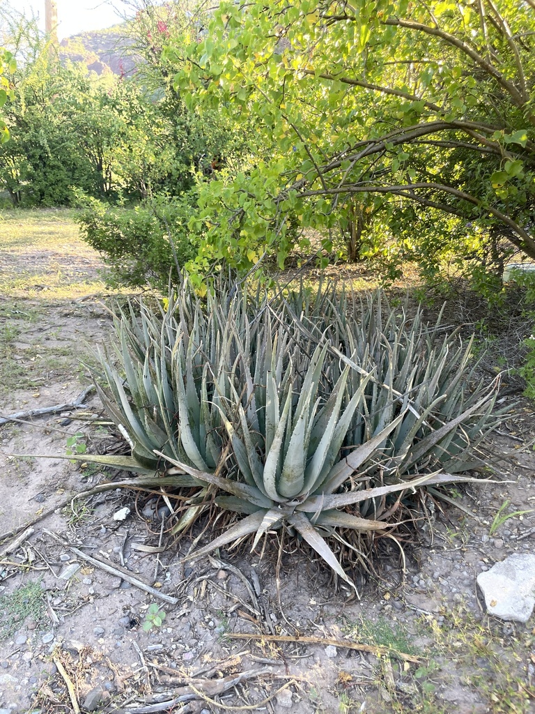 aloe vera from Carretera San Javier - Loreto, Loreto, BCS, MX on ...