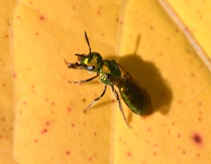 Pure Green Sweat bee from Randolph County, WV, USA on October 15, 2022 ...