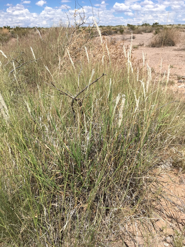 Arizona cottontop from 88007, Las Cruces, NM, US on August 25, 2018 at ...