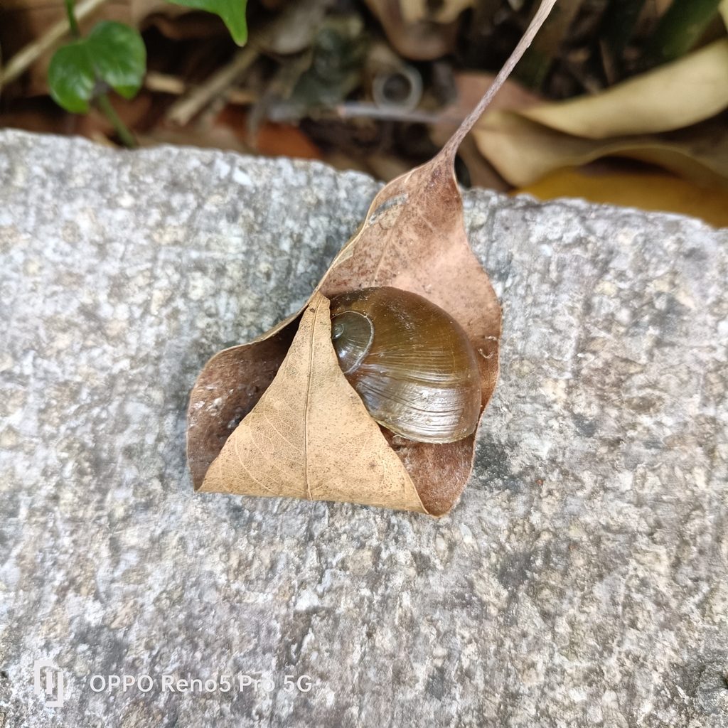 Arboreal Snail from 中国 广东省广州市越秀区 越秀公园 on October 16, 2022 at 10:59 AM ...