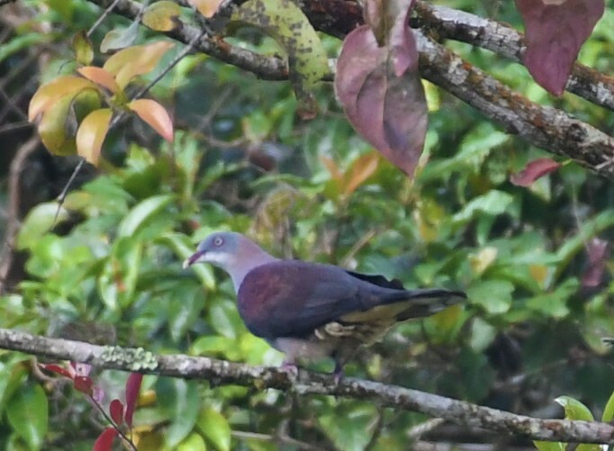 Ducula badia (Raffles, 1822)