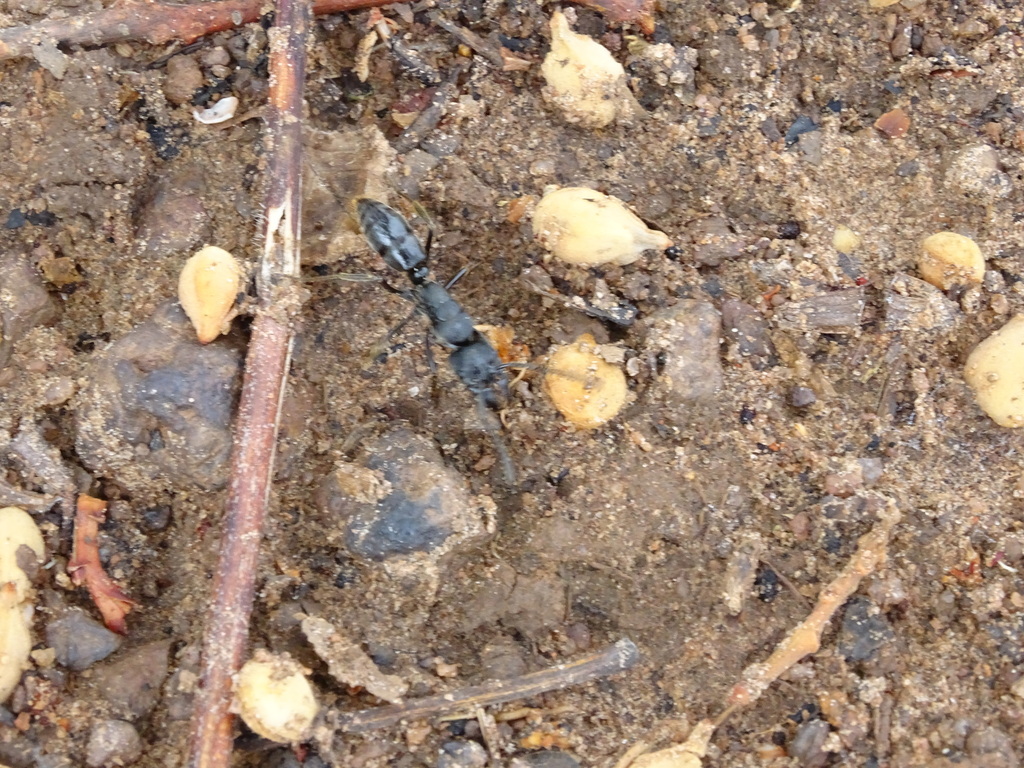 African stink ant from Copargo, Benin on March 20, 2021 at 10:33 AM by ...