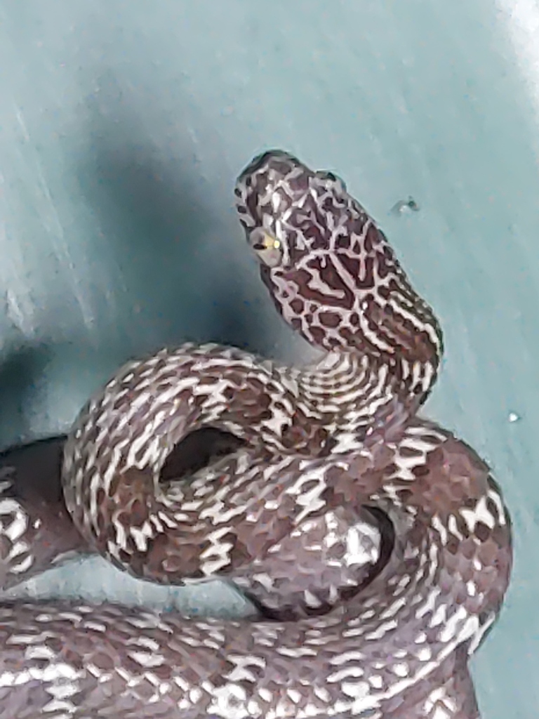 Marbled Tree Snake from Mhlatikop, Malelane, South Africa on October 12 ...