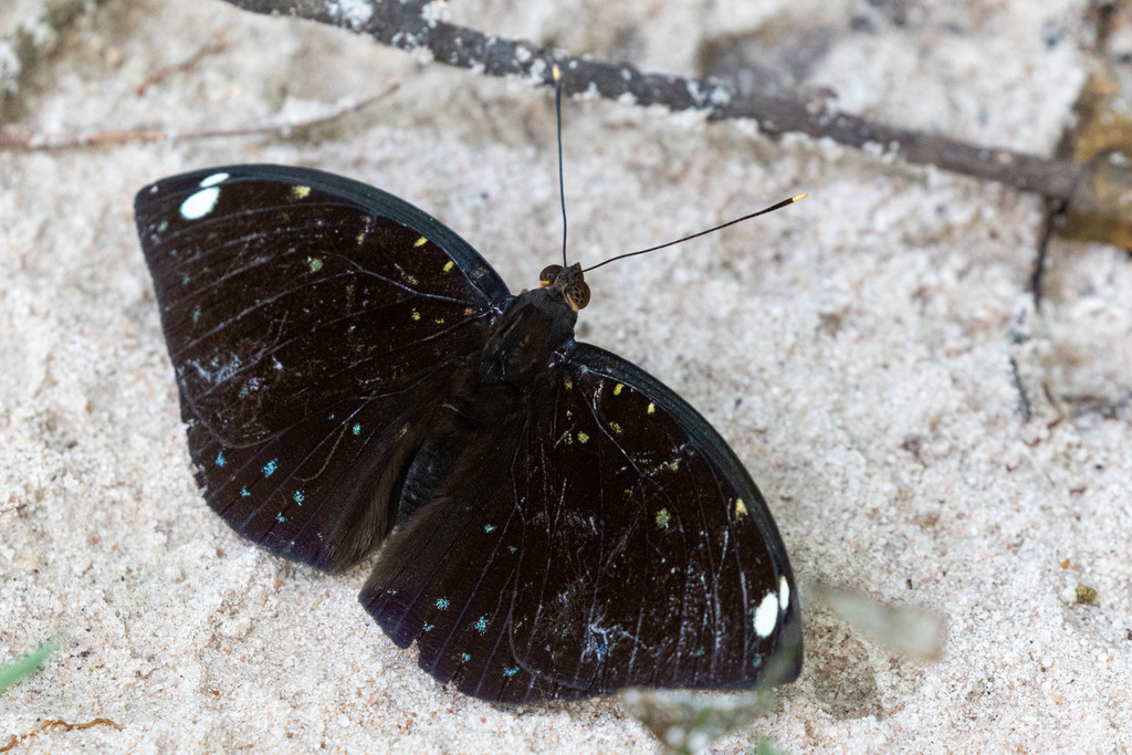 Blue-spotted Archduke from Phnom Kulen, Svay Leu, Siemréab, Cambodia on ...