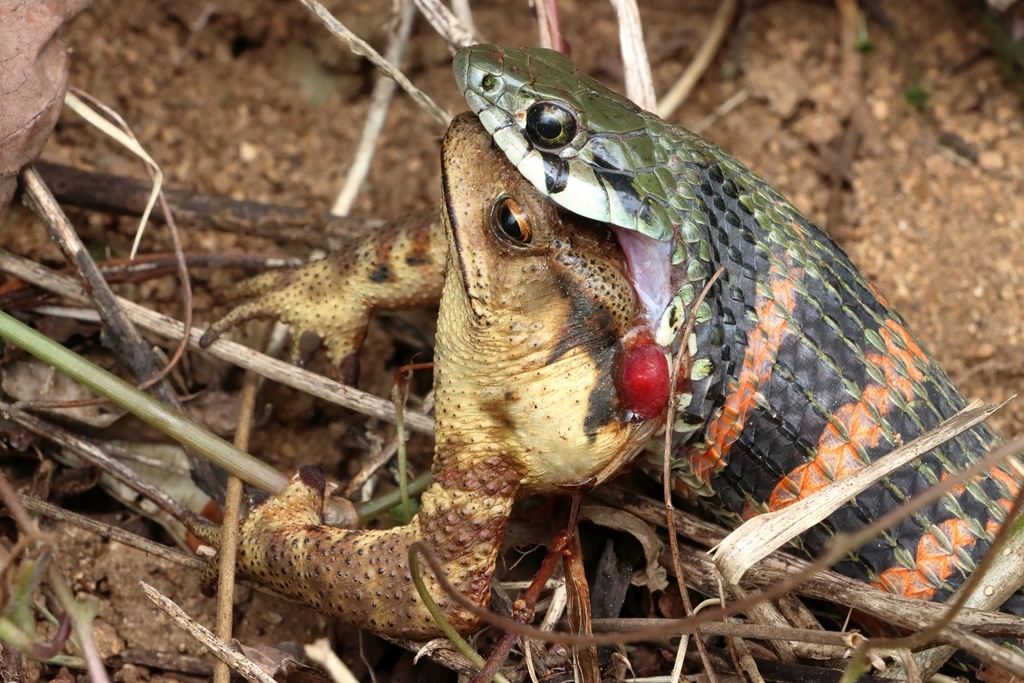 Sakhalin toad from 2(i)sunhwan-ro, Sangdang-gu, Cheongju-si ...