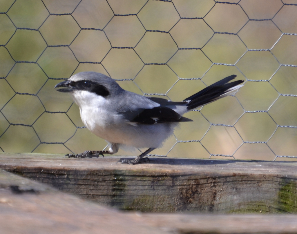 Loggerhead Shrike from Hyla Free State on January 18, 2013 by Robby ...