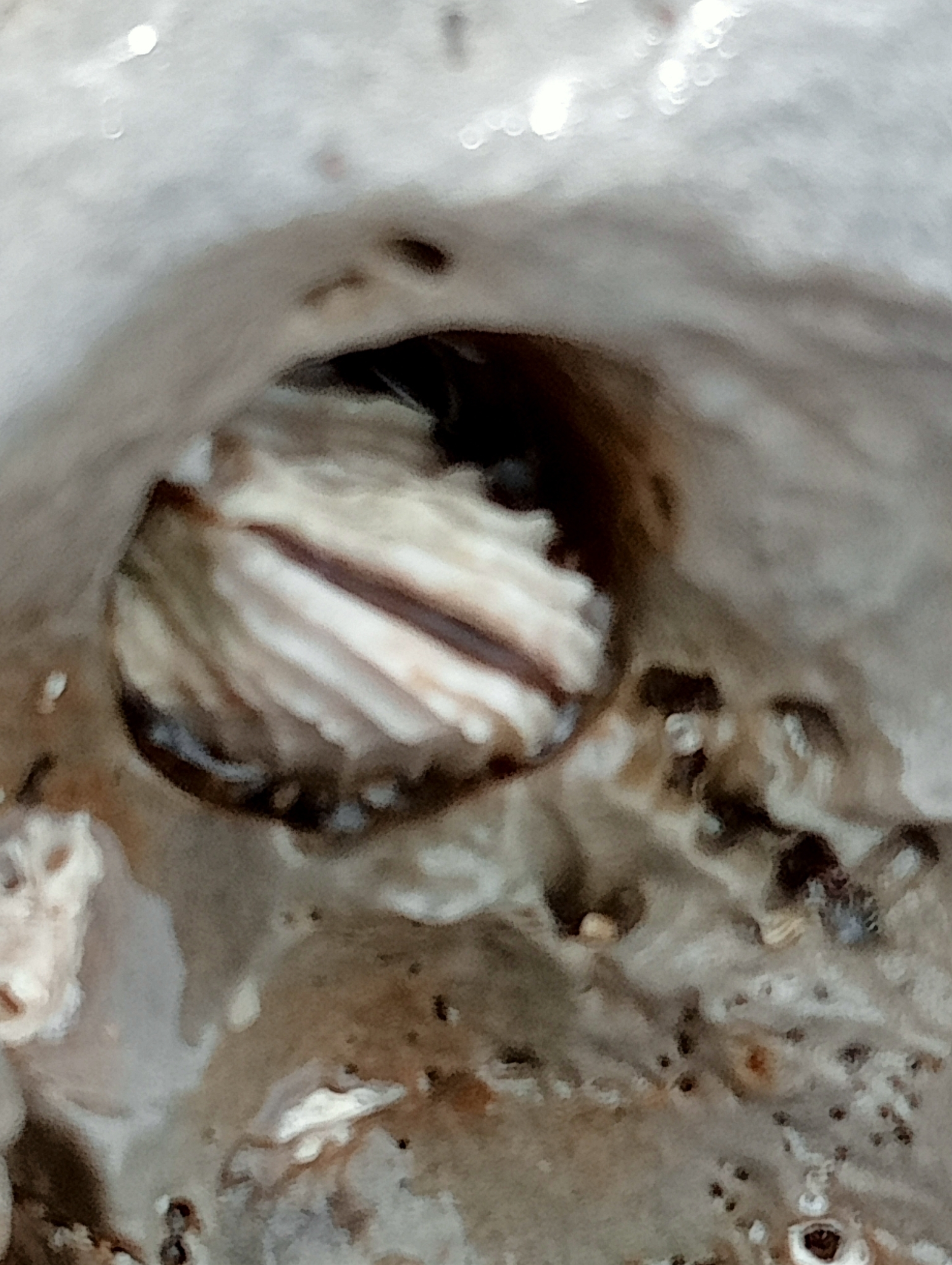 Irus irus (Linnaeus, 1758)