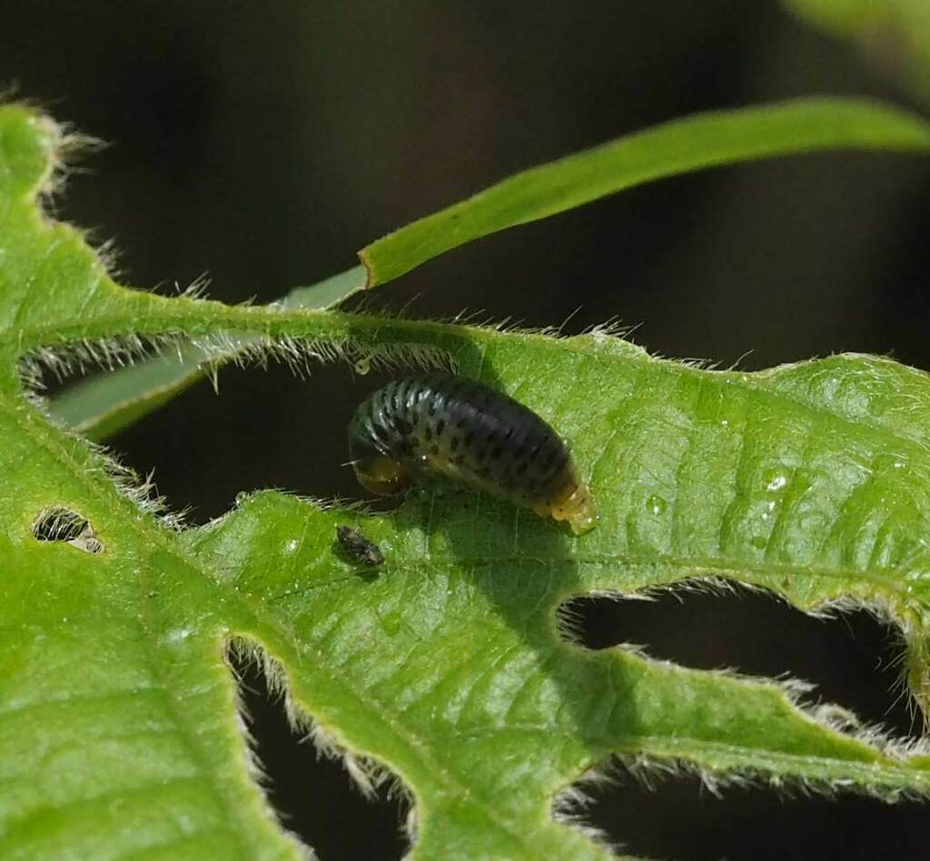 Insects from Chiayi County, Taiwan, Taiwan on July 06, 2022 at 12:26 PM ...