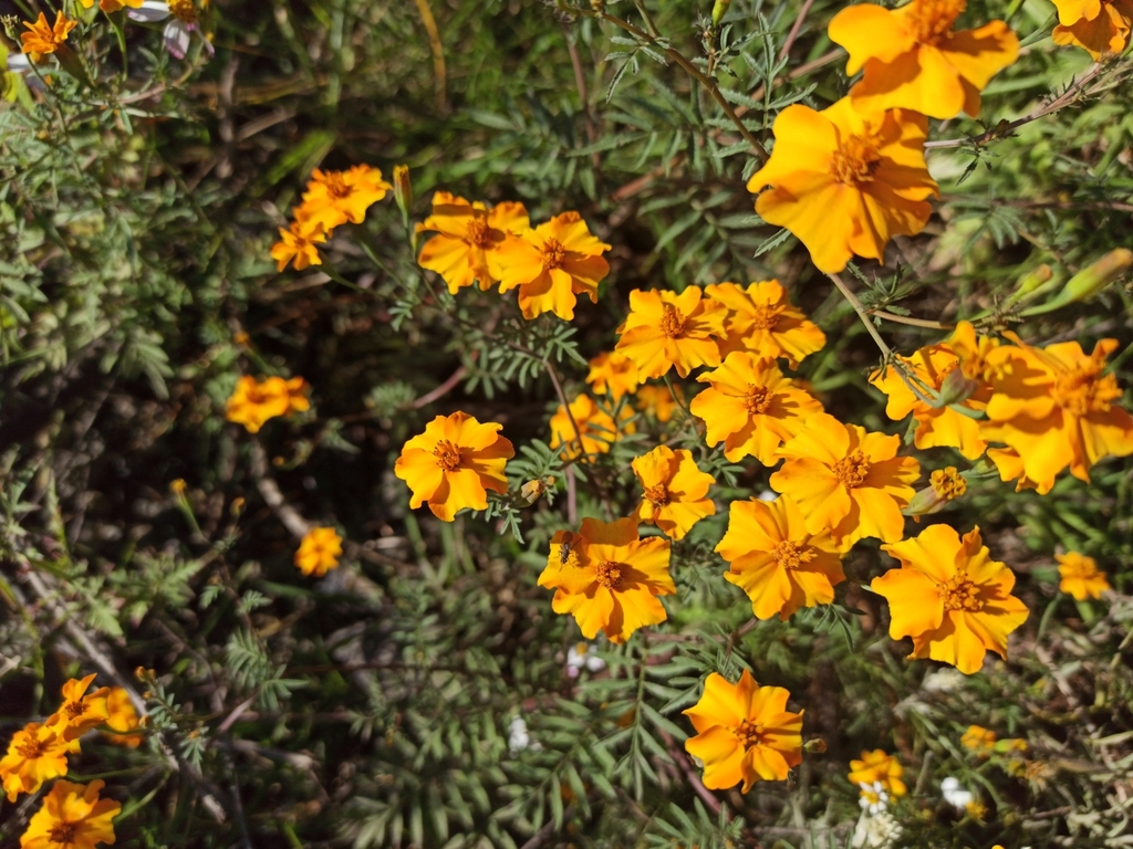 Mexican marigold from 60267 Mich., México on October 16, 2022 at 09:22 ...