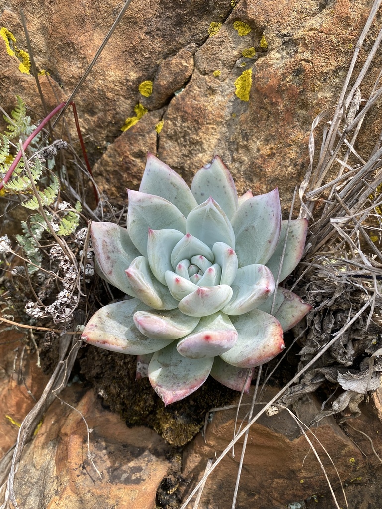 Echeveria colorata from Tapalpa, JAL, MX on October 15, 2022 at 02:33 ...