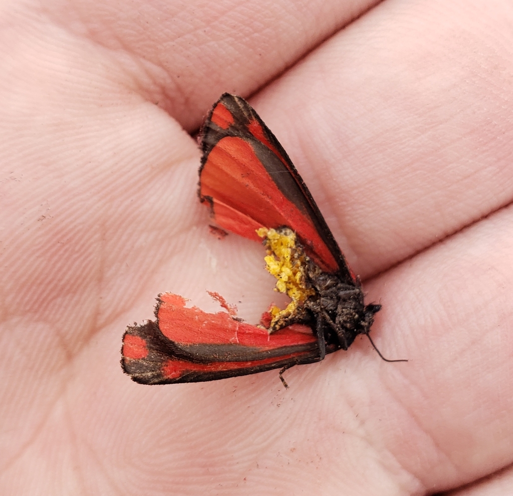 Cinnabar moth in October 2022 by Isaac Capp · iNaturalist