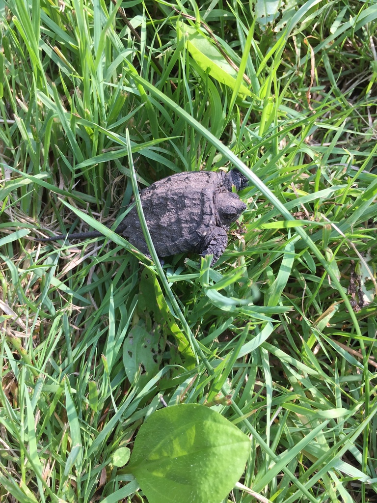 Common Snapping Turtle from 1700 W 51st St, Minneapolis, MN, US on ...