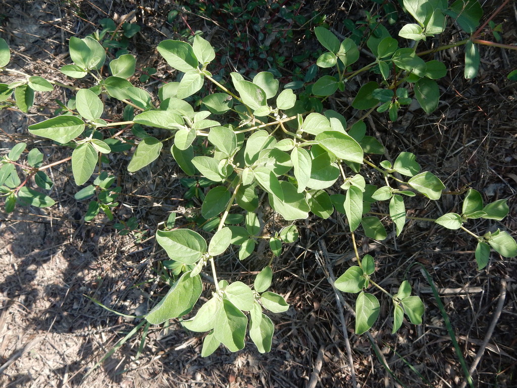 Prairie Tea from Tarrant County, TX, USA on August 25, 2018 at 09:35 AM ...