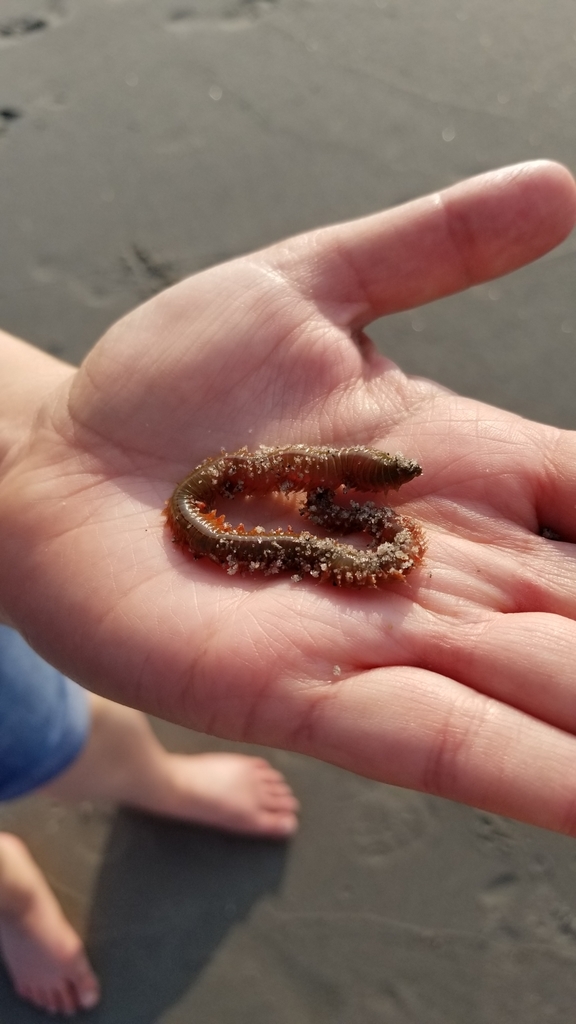 Ragworms and Allies from Scarborough, ME, USA on August 25, 2018 at 05: ...
