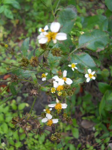 White beggarticks from Orlando, FL, US on January 18, 2013 by Javier ...