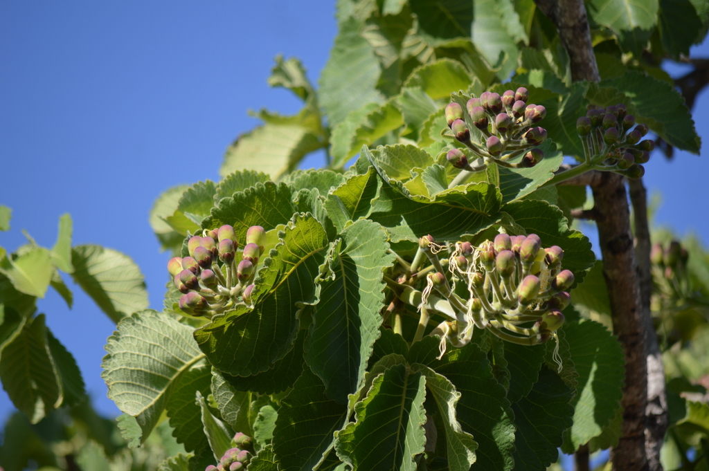 souari trees (Caryocar) - Botanical Realm