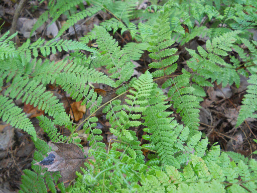 Florida Tree Fern (Ferns of North America) · iNaturalist