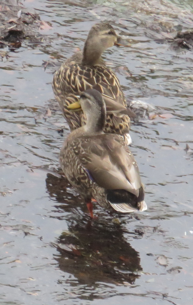 Mallards, Pintails, and Allies from Brays Bayou, Southwest Houston ...