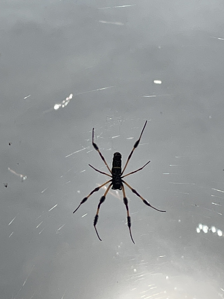 Golden Silk Spider from The University Of Alabama Arboretum, Tuscaloosa ...