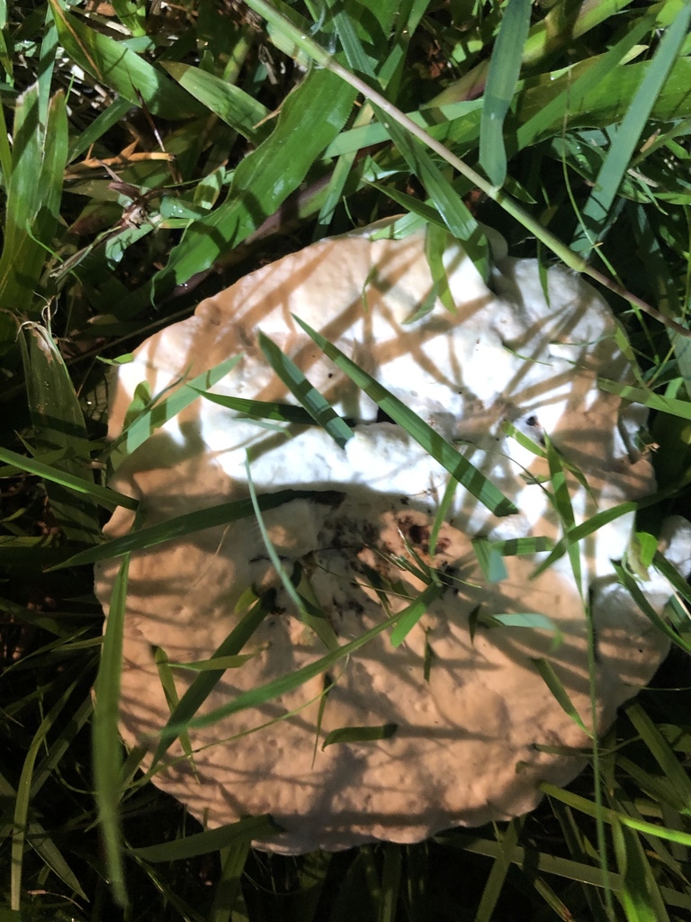 shelf fungi from 1241 Nanialii St, Kailua, HI, US on August 24, 2018 at ...