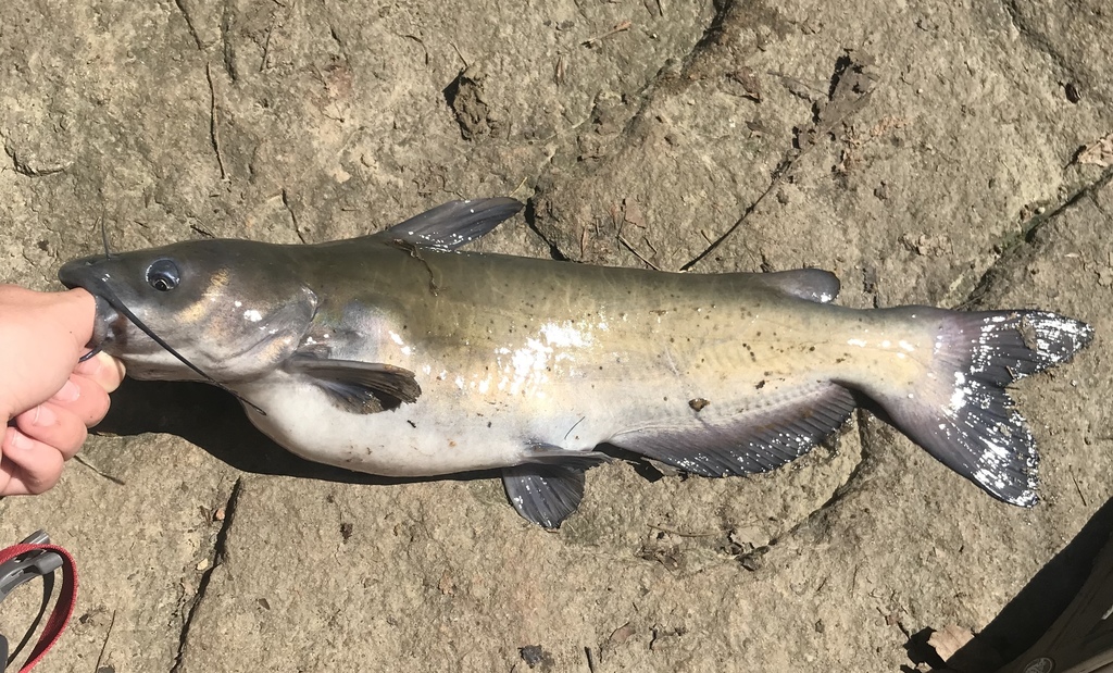 Channel Catfish from Wake County, NC, USA on June 02, 2018 at 10:16 AM ...