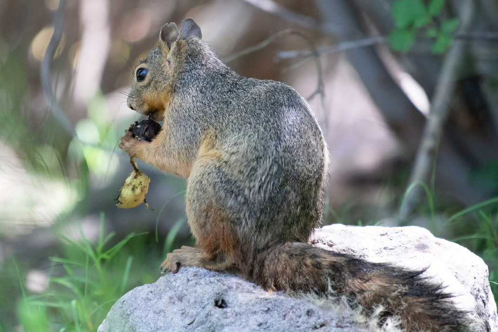 Mexican Fox Squirrel (Sciurus nayaritensis) - Know Your Mammals