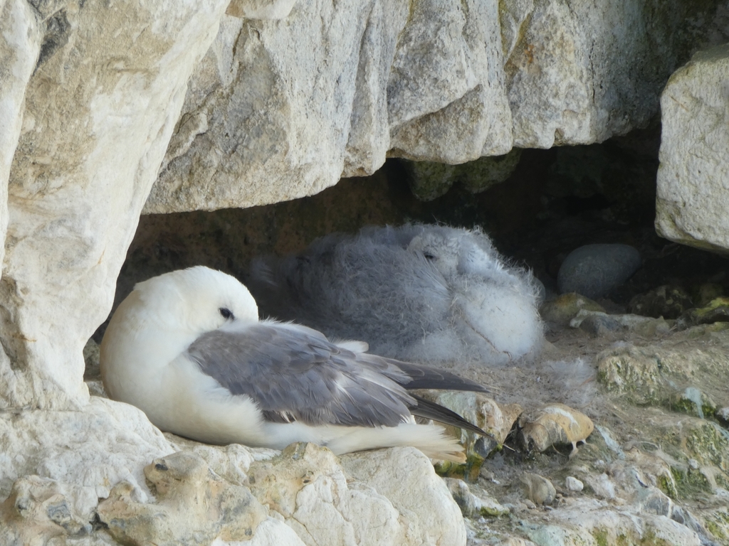 Northern Fulmar from França on August 09, 2021 at 03:28 PM by joanpessa ...