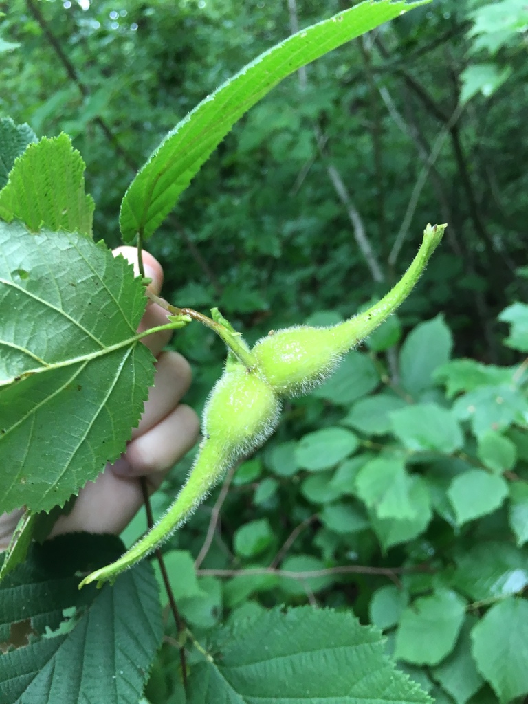 beaked hazelnut from 86 North Rd, Chilmark, MA, US on August 20, 2018 ...