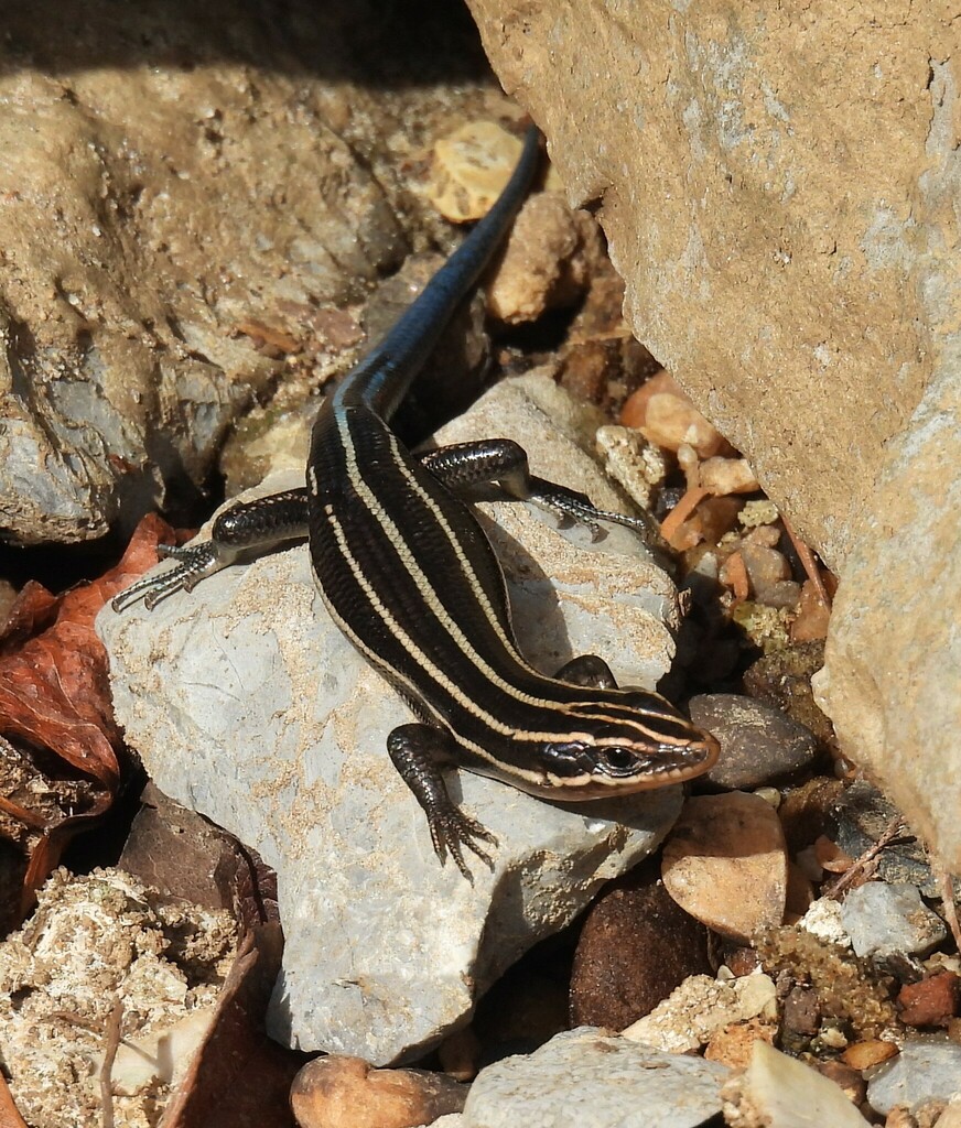 Toothy Skinks from Bull Slough Rd. at Sepulga River, Conecuh County, AL ...