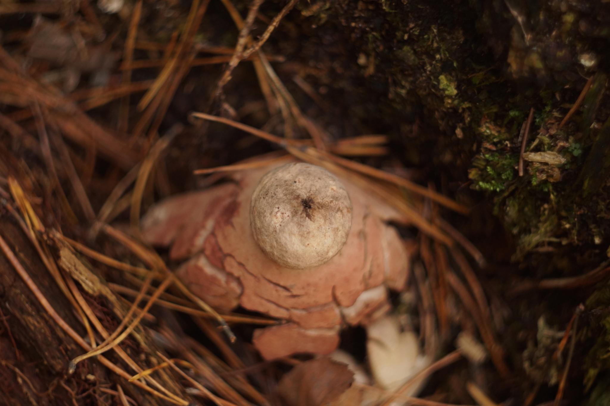 Geastrum rufescens Pers.