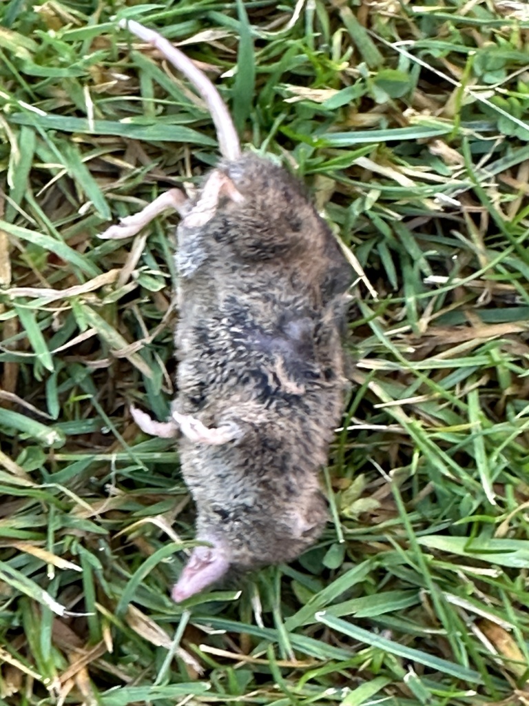 Common Shrew from Annebergsvägen, Kungsbacka, Västra Götaland, SE on ...