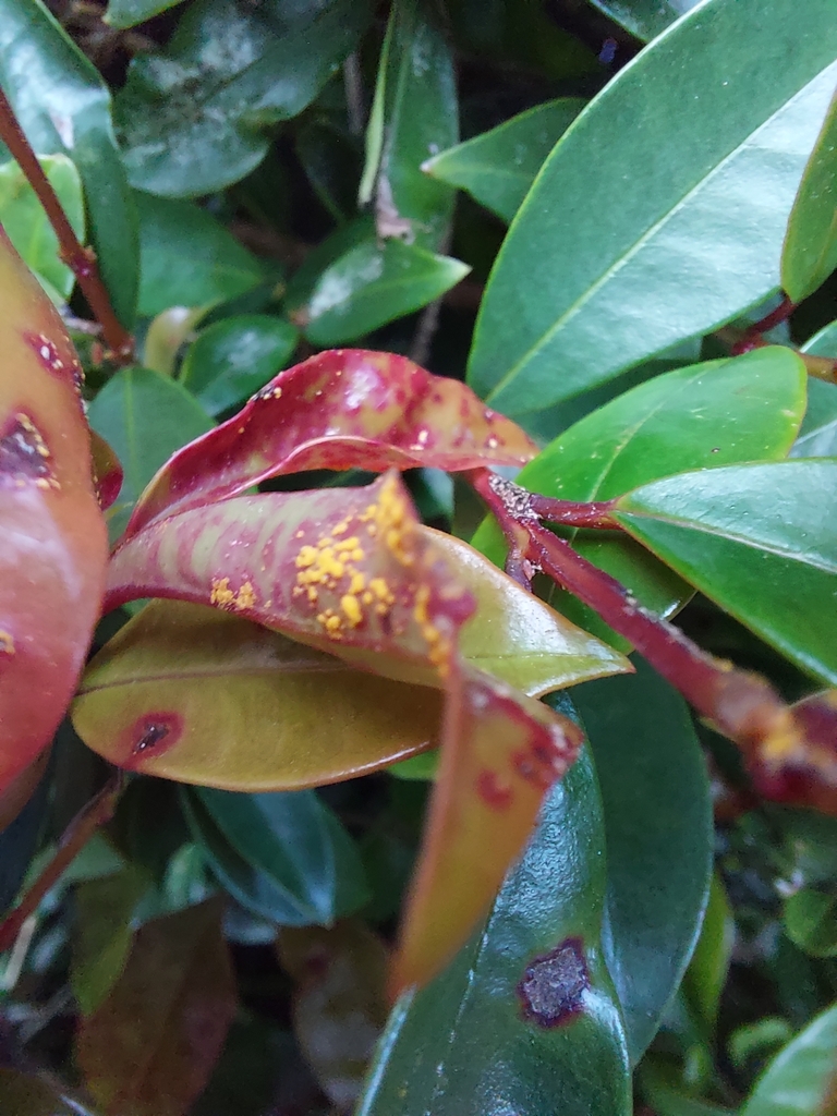 Myrtle Rust from Silverdale 0993, New Zealand on October 17, 2022 at 07 ...