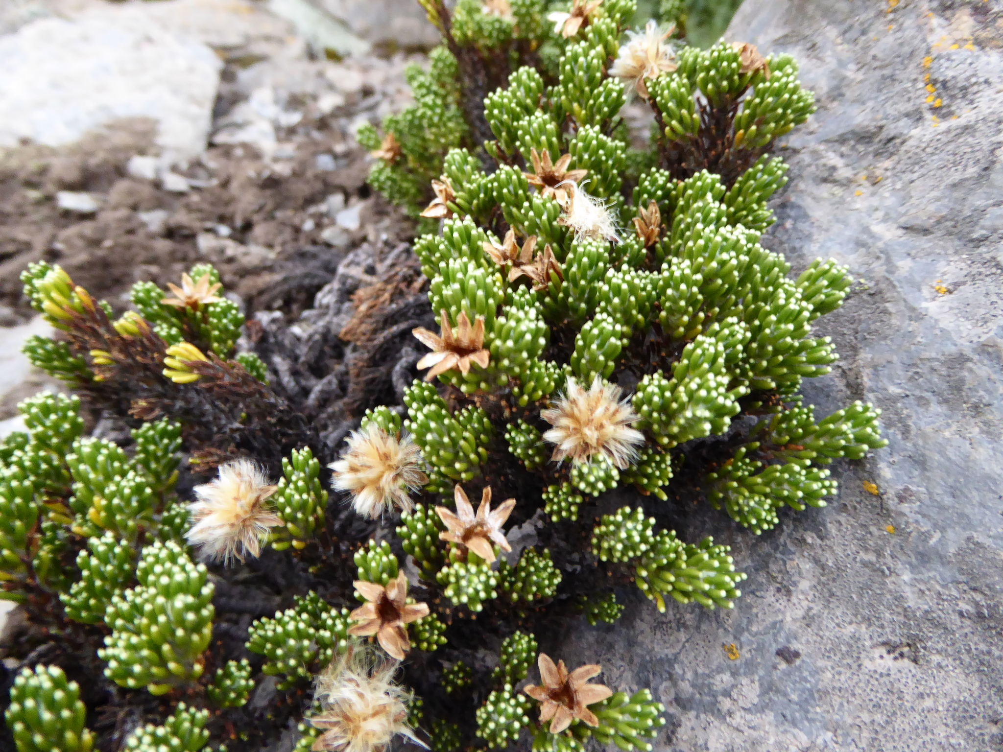 Werneria poposa Phil.