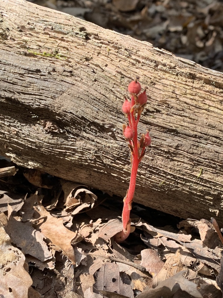 pinesap from Rock Creek Regional Park, Montgomery, Maryland, United ...