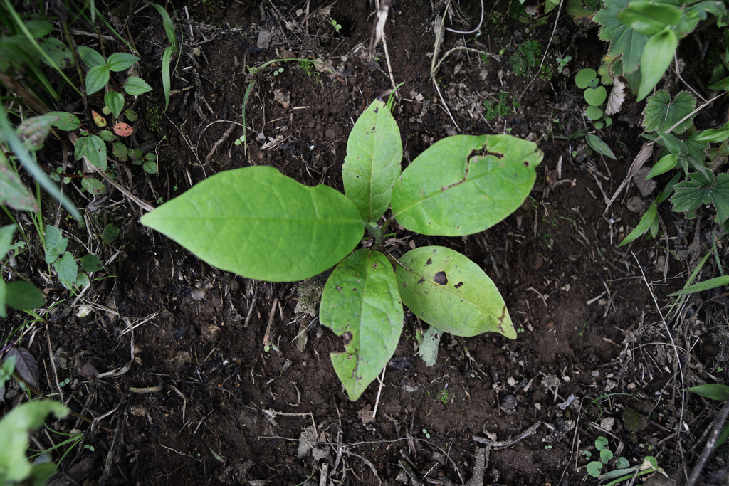 Magnolia dealbata from Pahuatlán, Pue., México on August 25, 2018 at 06 ...