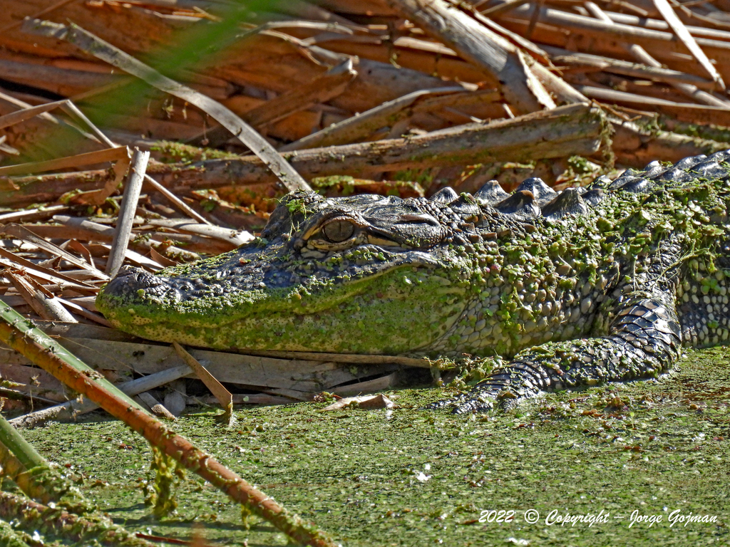 American Alligator from Skidaway Island, GA, USA on October 14, 2022 at ...