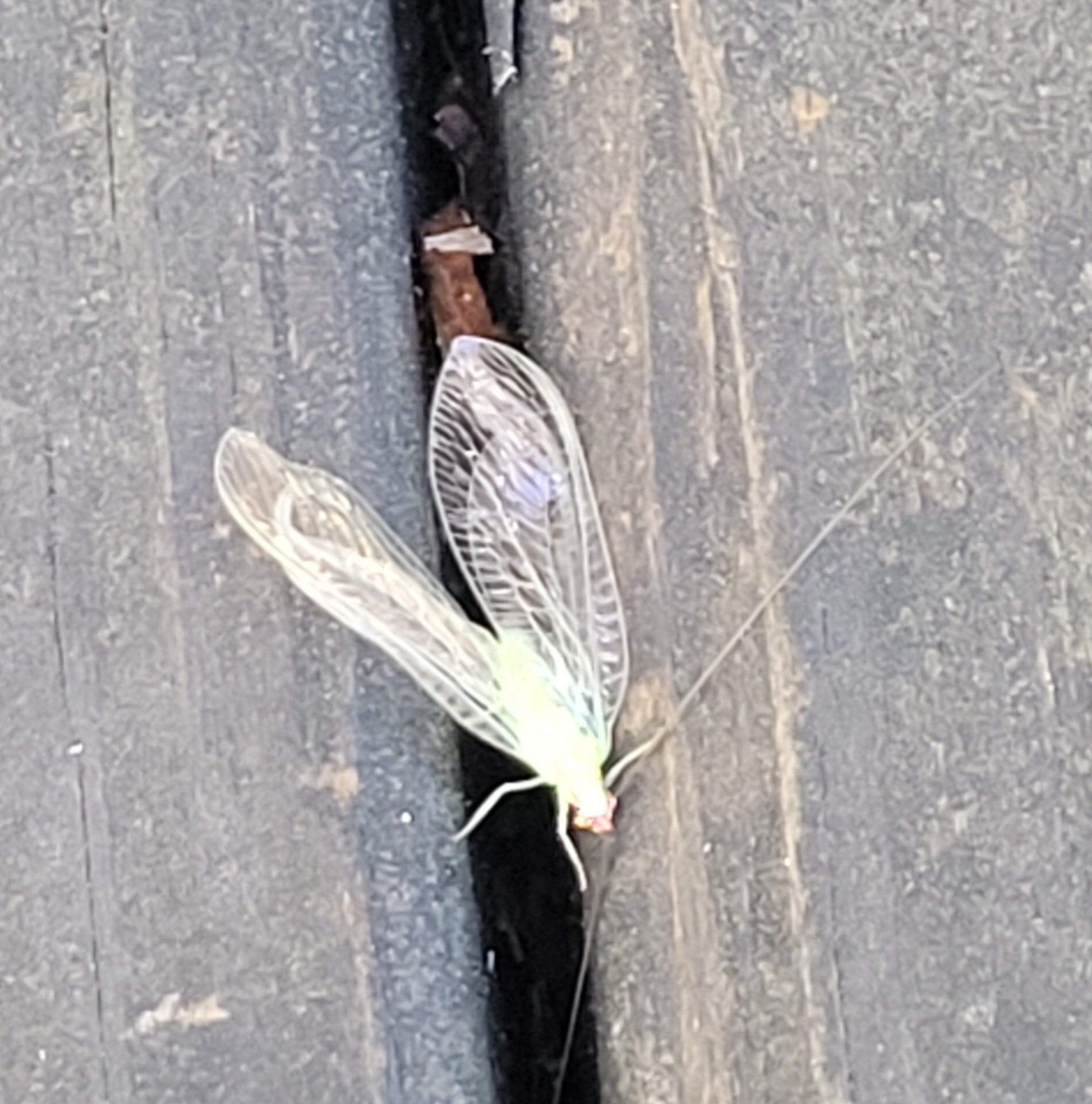 Ceraeochrysa smithi (Navás, 1914)