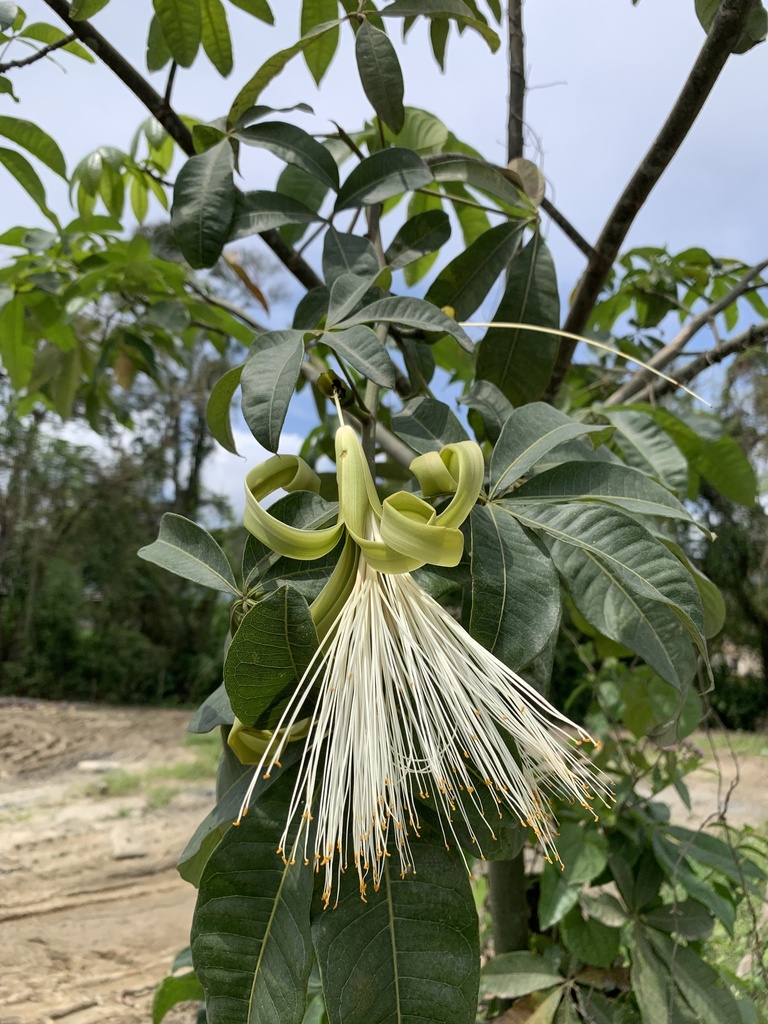 saba nut tree from Parati, BR-RJ, BR on October 16, 2022 at 10:32 AM by ...