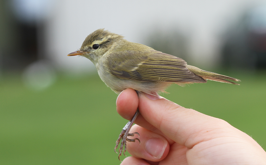 Greenish Warbler