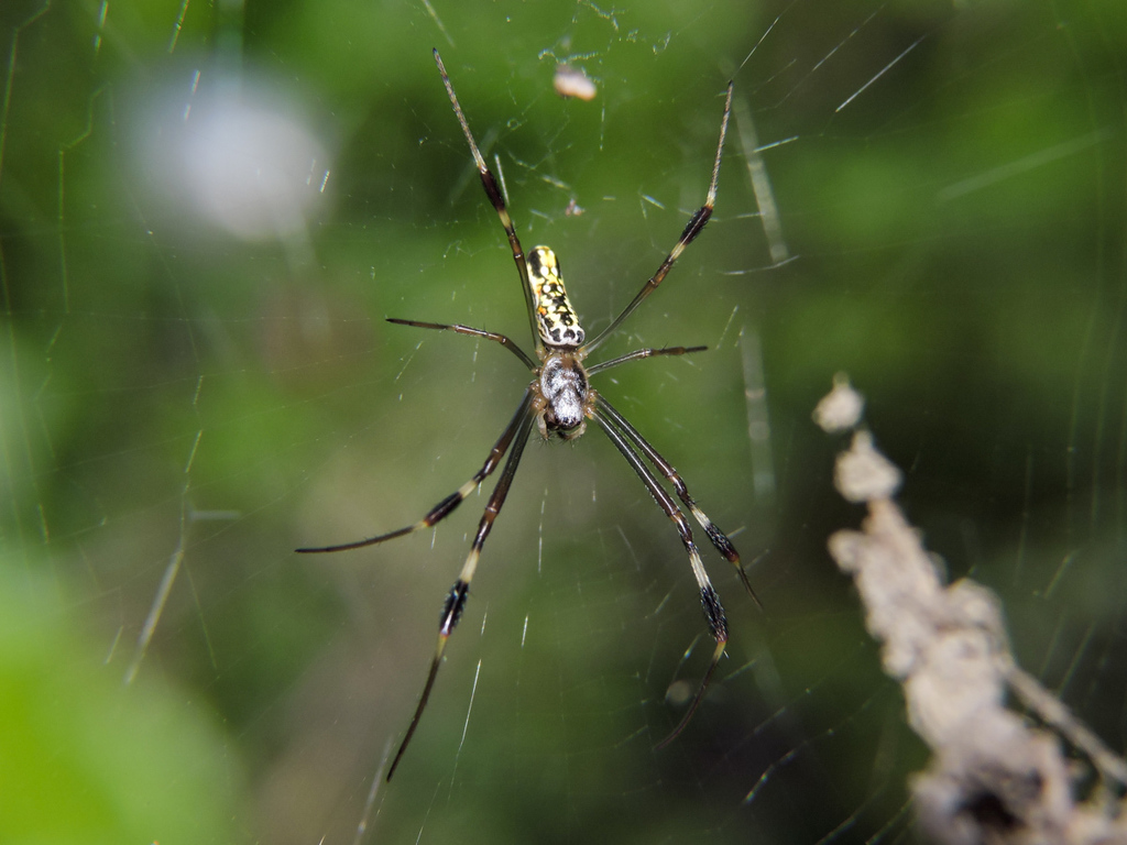 Golden Silk Spider from Yelapa, Jalisco, Mexico on August 19, 2018 by ...