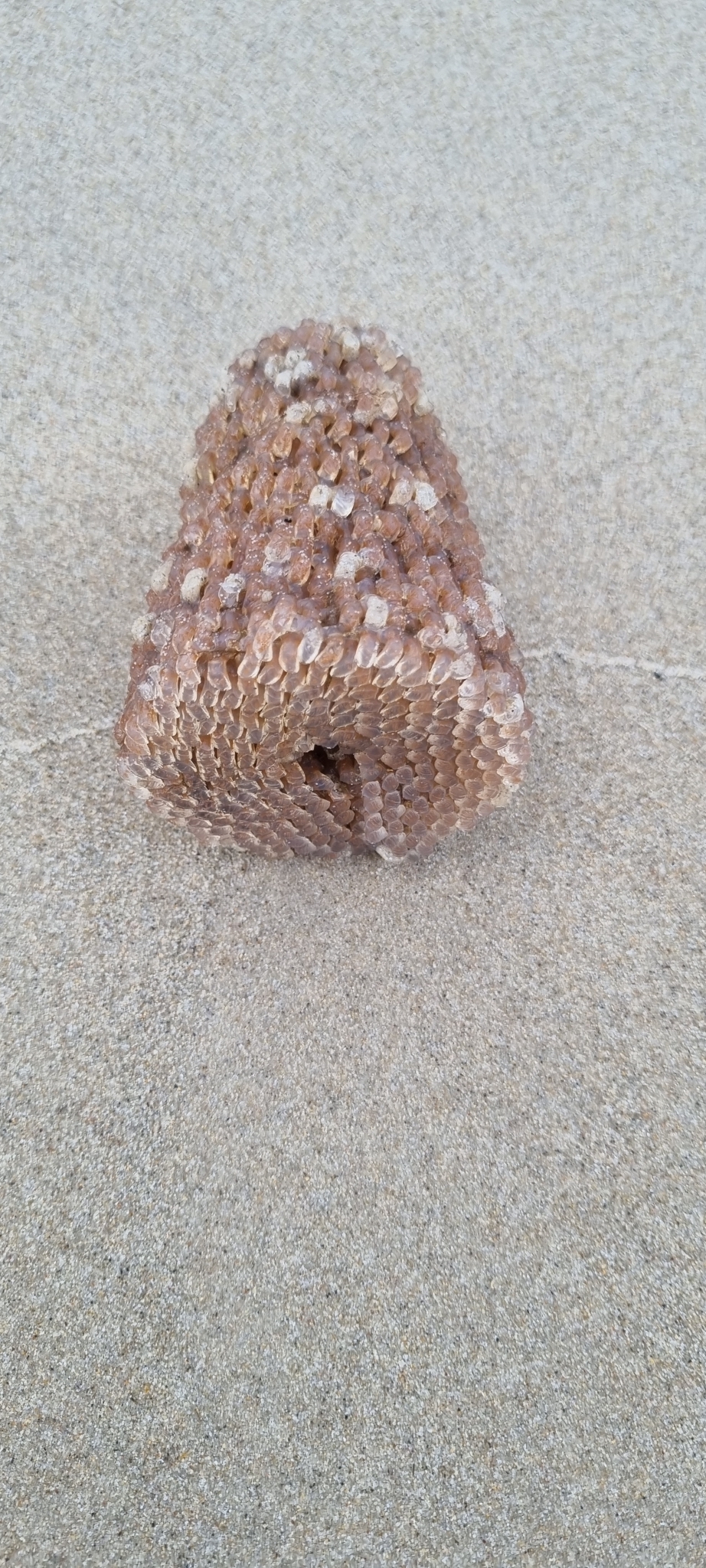 Phalium glaucum (Linnaeus, 1758)