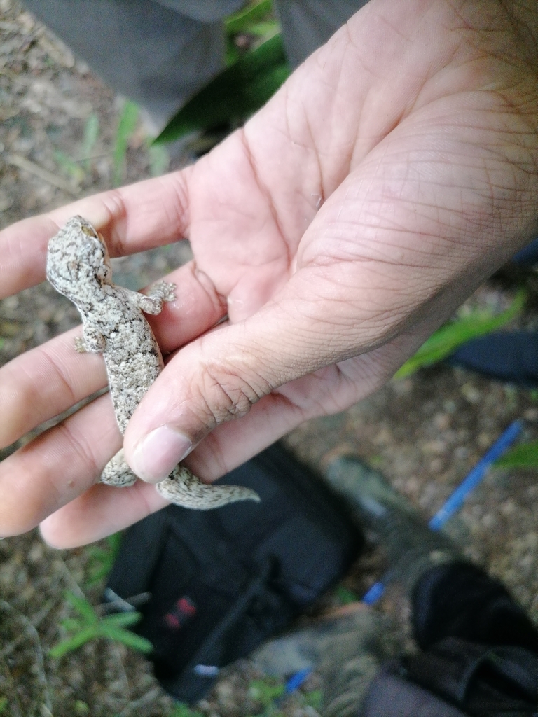 Northern Turniptail Gecko from Diego Martin Regional Corporation ...