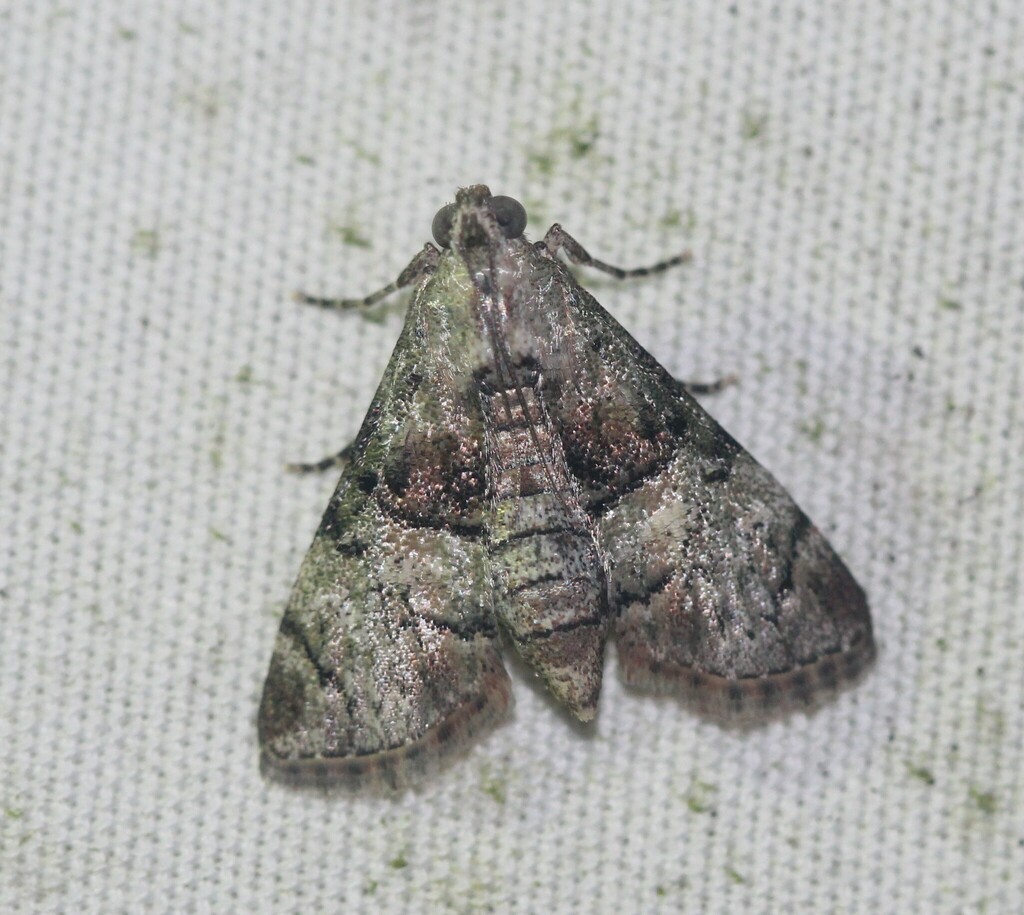 Macalla glastianalis from South Side, Corpus Christi, TX, USA on ...