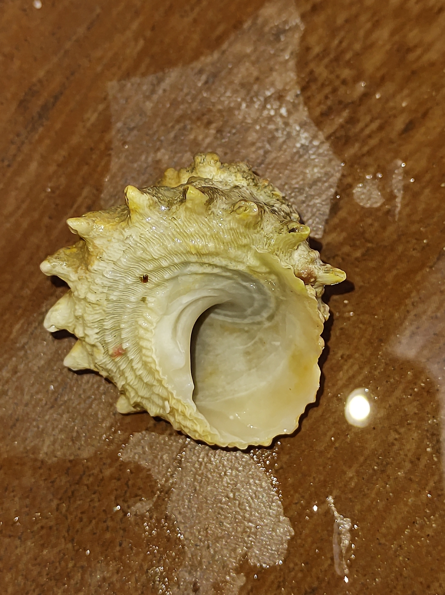 Lithopoma tectum (Lightfoot), 1786