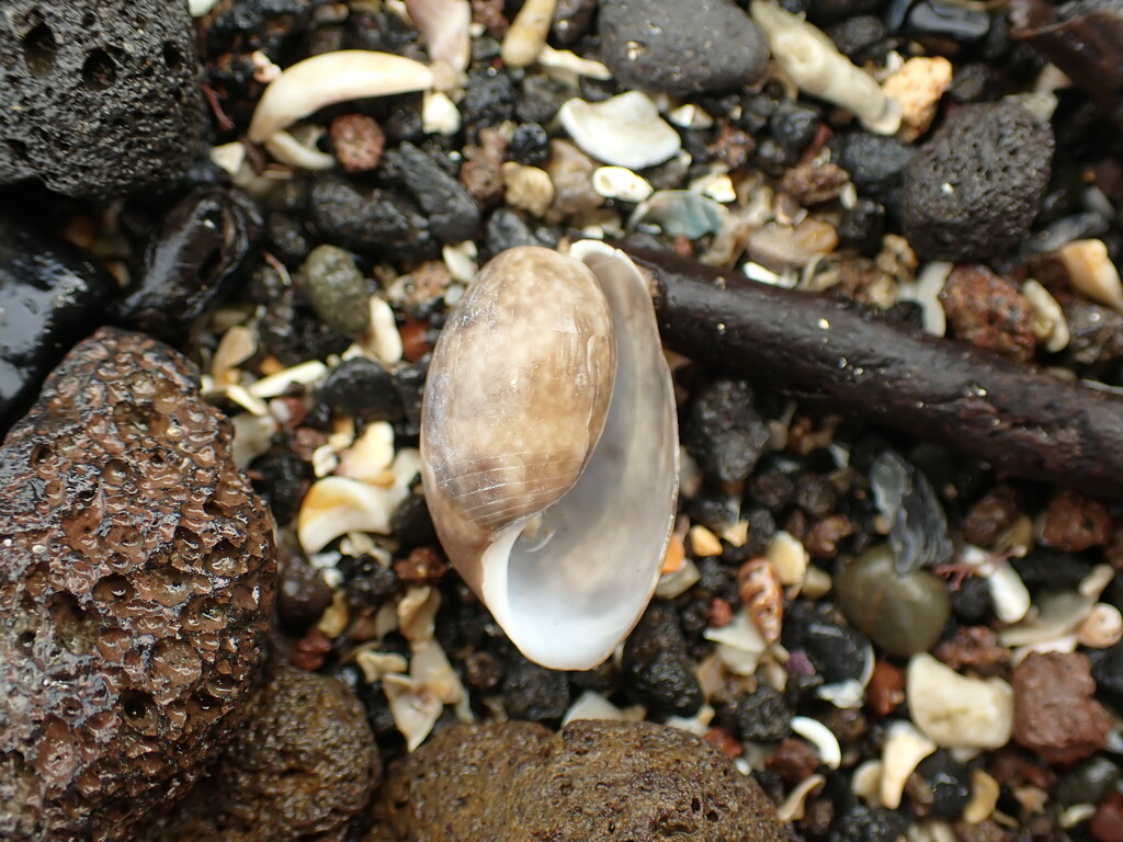 Brown bubble shell from Auckland, New Zealand on September 10, 2022 at ...