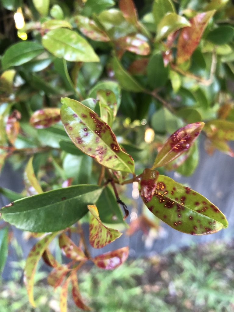 Myrtle Rust from North Island, Clevedon, Auckland, NZ on October 17 ...